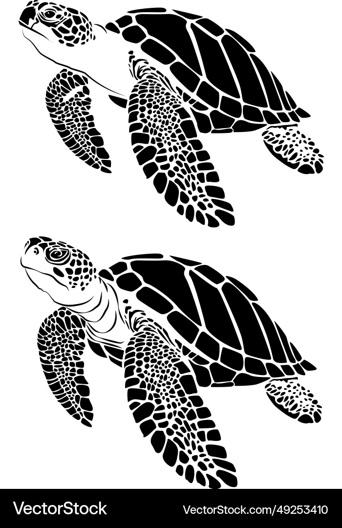 Graphic sea turtle Royalty Free Vector Image - VectorStock