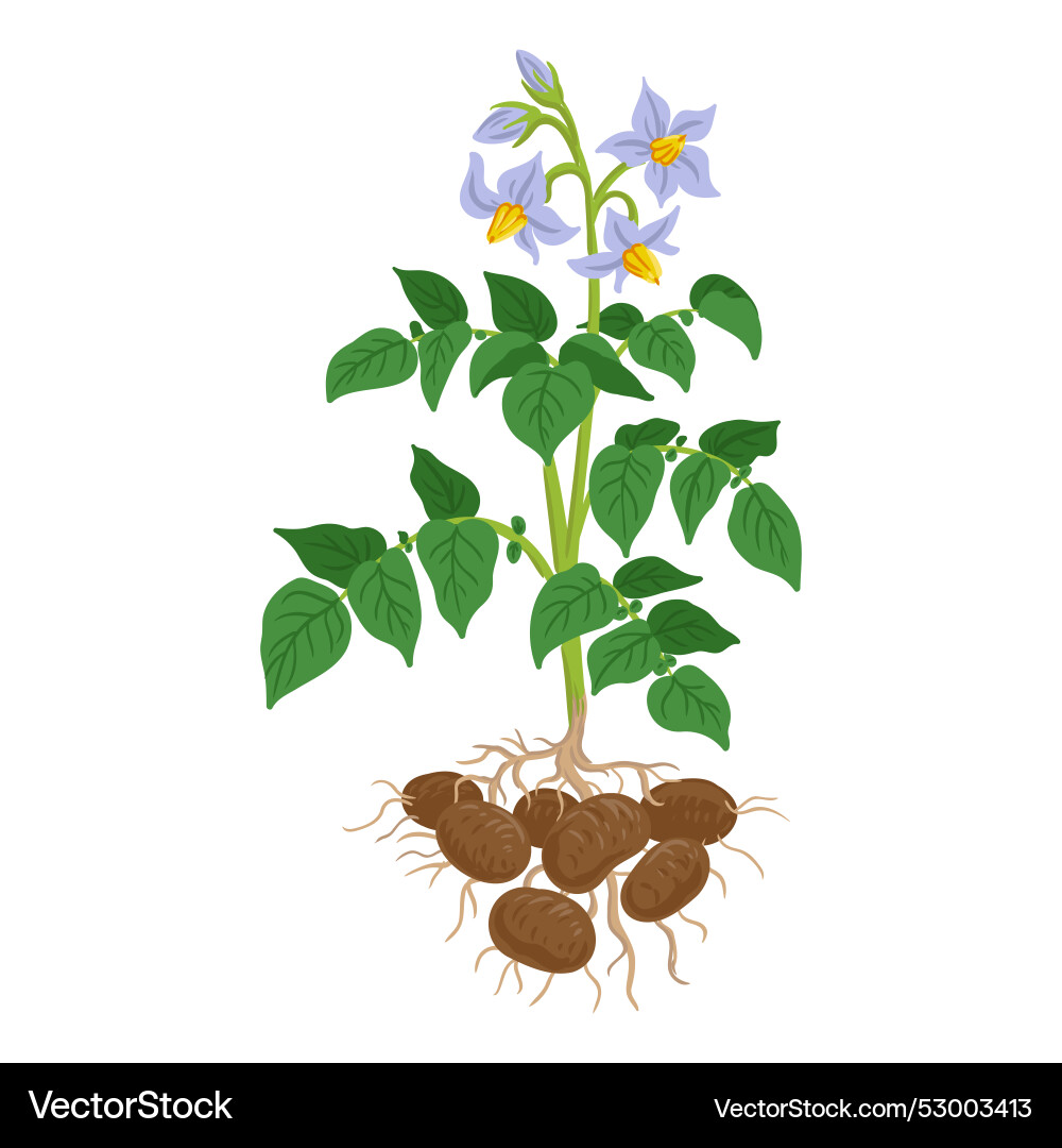 Drawing plant of potato Royalty Free Vector Image