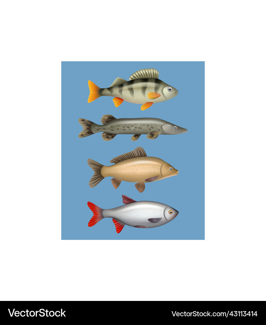 River fish realistic seafood freshwater swimming Vector Image
