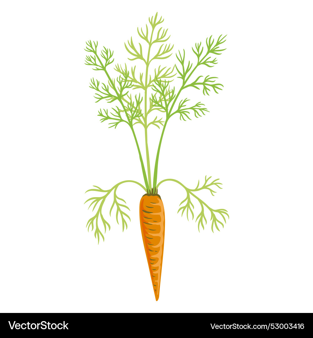 Drawing plant of carrot Royalty Free Vector Image