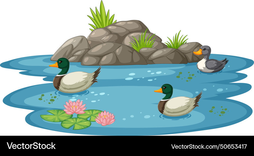 Ducks swimming in a pond Royalty Free Vector Image