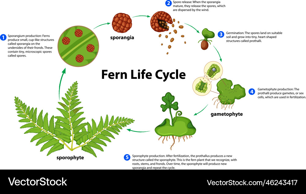 Fern life cycle diagram for science education Vector Image