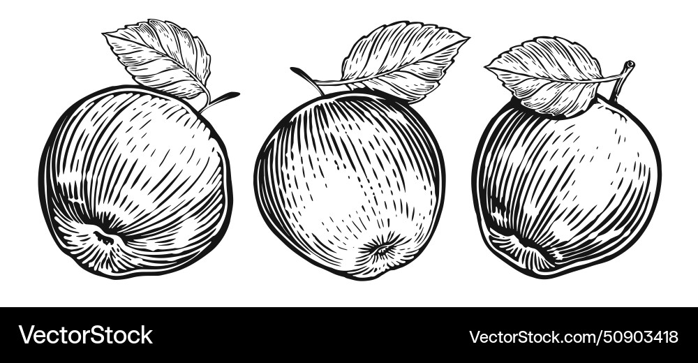 Apple with leaf set hand drawn fruits drawings Vector Image