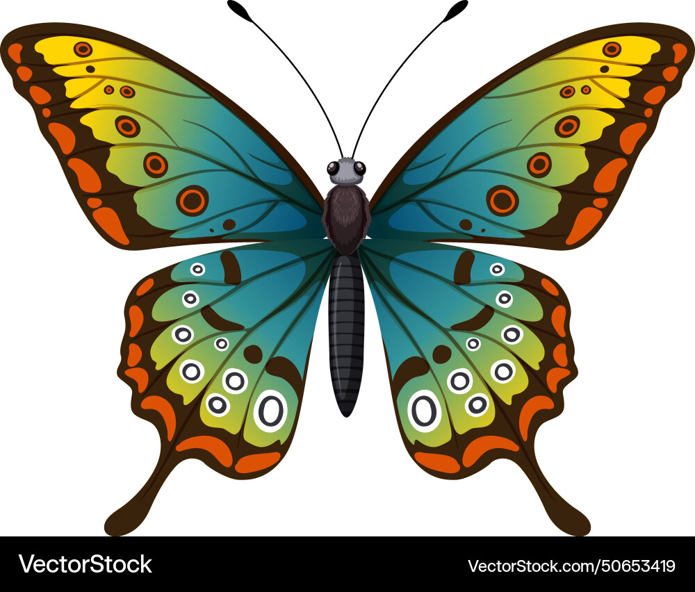 Colorful butterfly with detailed wing patterns Vector Image