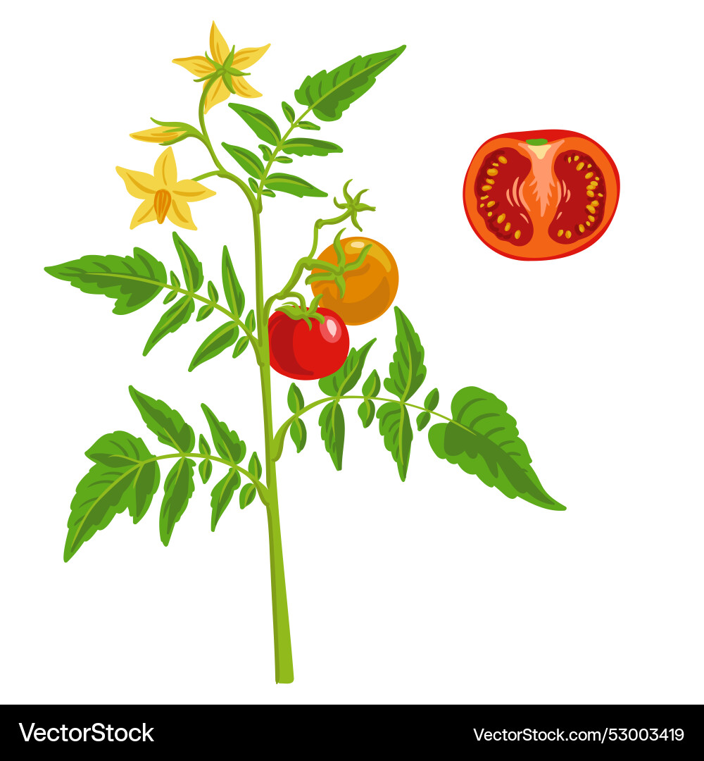 Drawing plant of tomato Royalty Free Vector Image