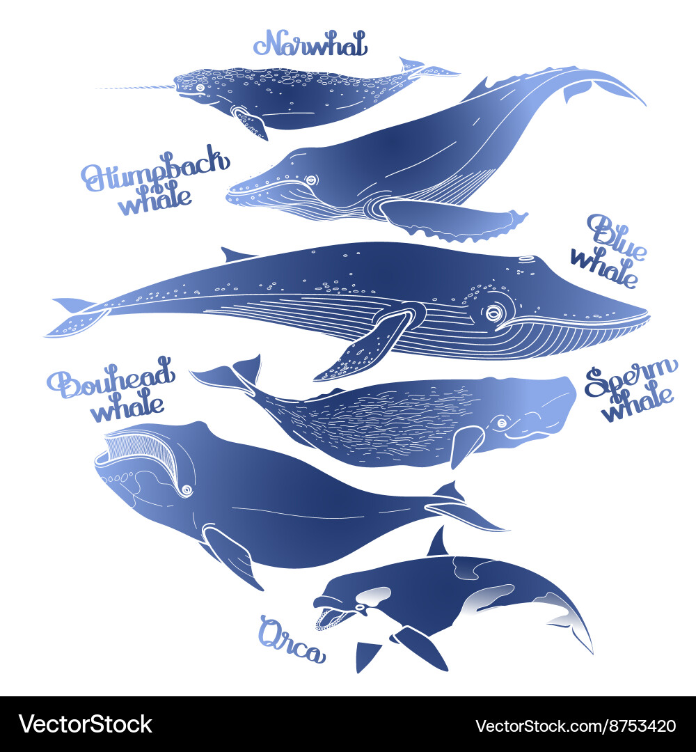 Collection of graphic whales Royalty Free Vector Image