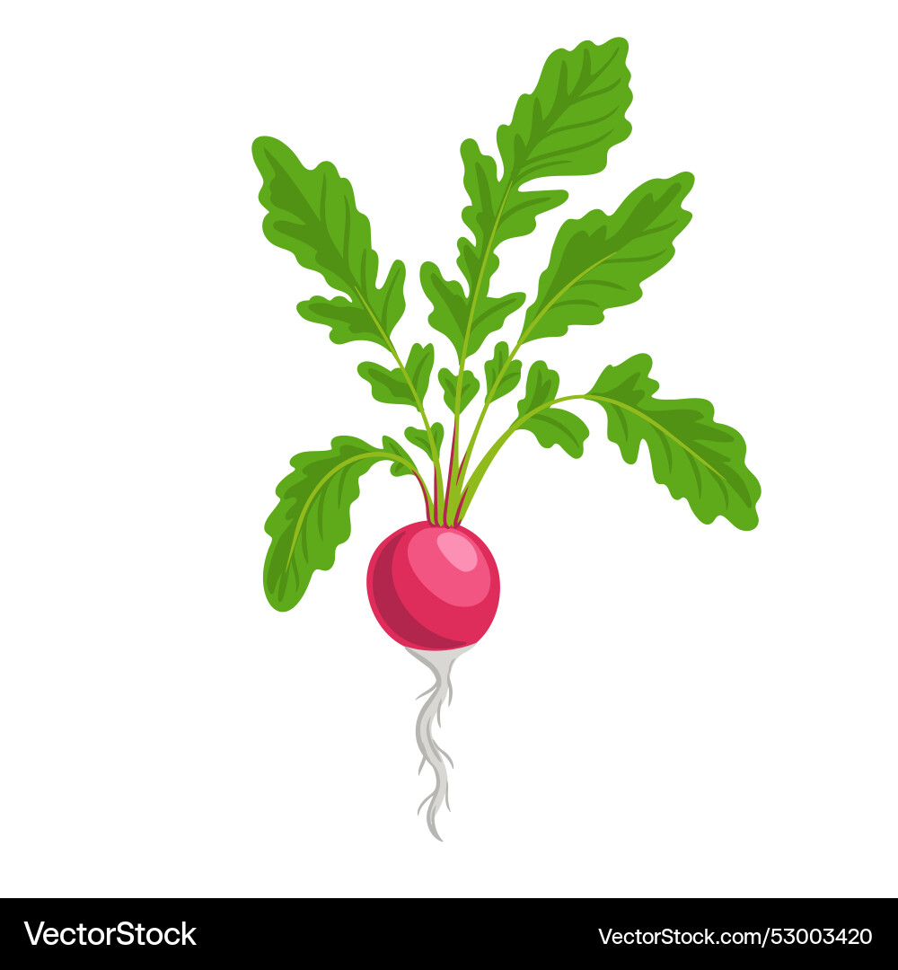 Drawing plant of radish Royalty Free Vector Image