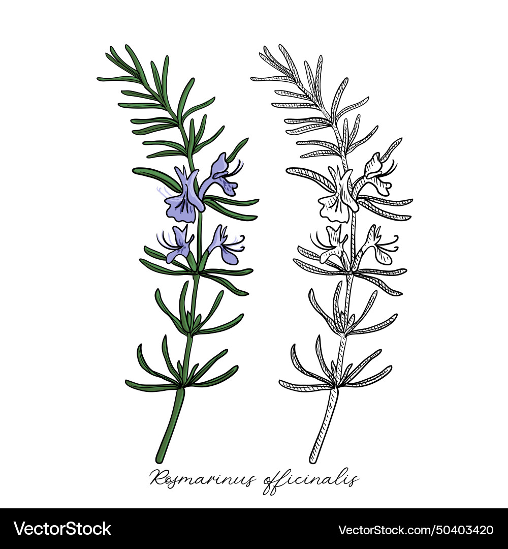 Drawing rosemary Royalty Free Vector Image - VectorStock