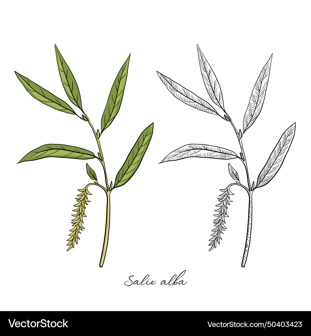 Drawing white willow Royalty Free Vector Image