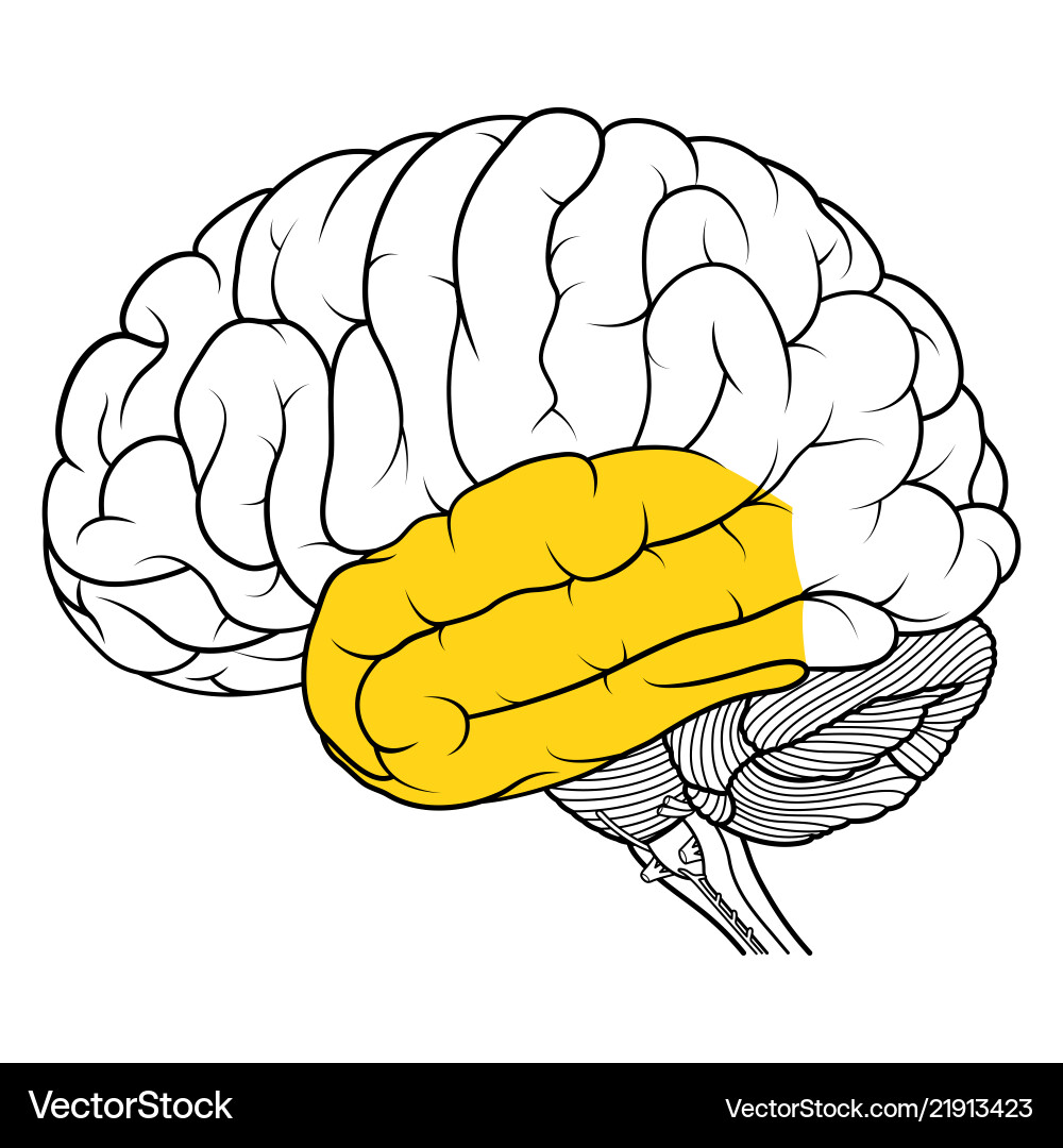 Human Brain - Temporal Lobe Anatomy Royalty Free Vector