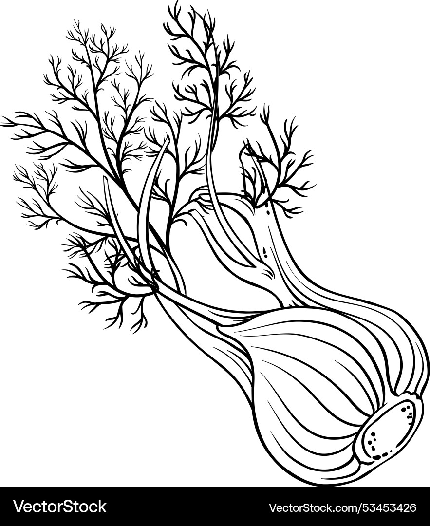 Fennel vegetable isolated outline Royalty Free Vector Image