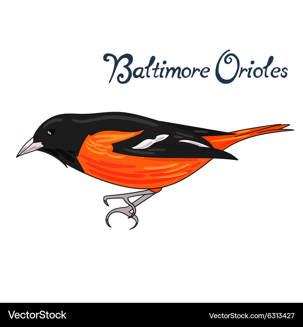 Baltimore Oriole Cartoon Royalty Free Vector Image