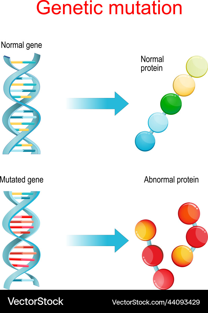 Genetic mutation normal and mutated genes Vector Image