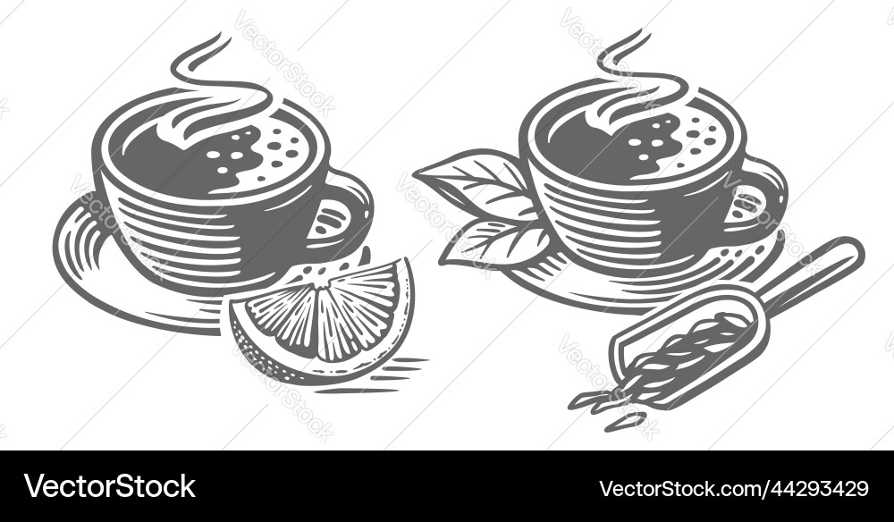Green tea sketch cup drawing Royalty Free Vector Image