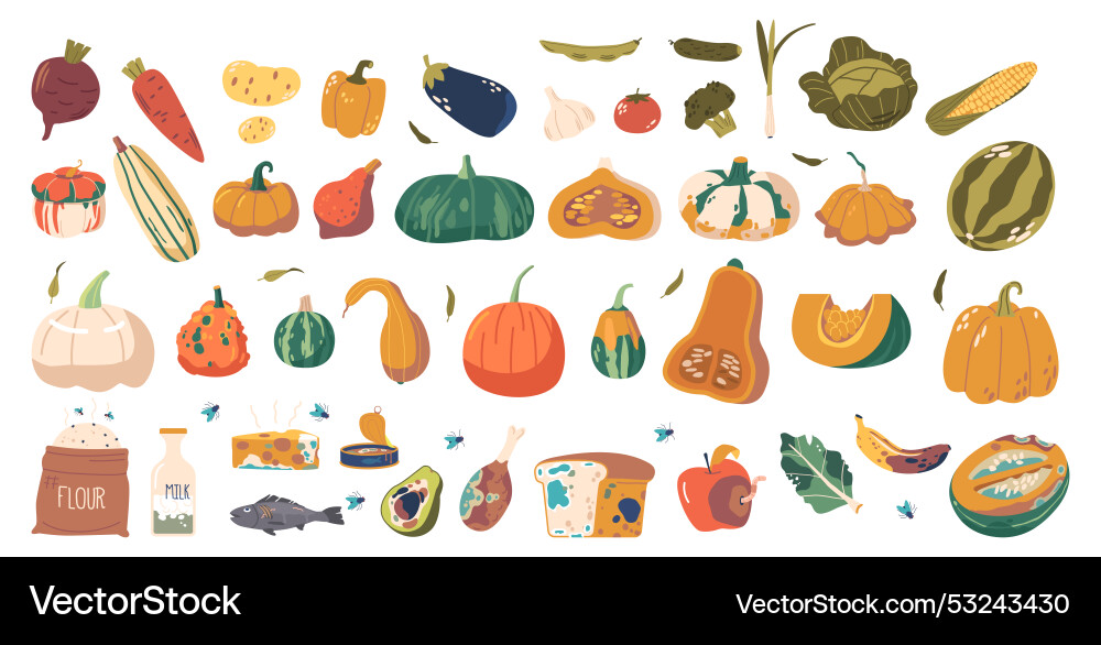 Collection of fresh and spoiled vegetables Vector Image