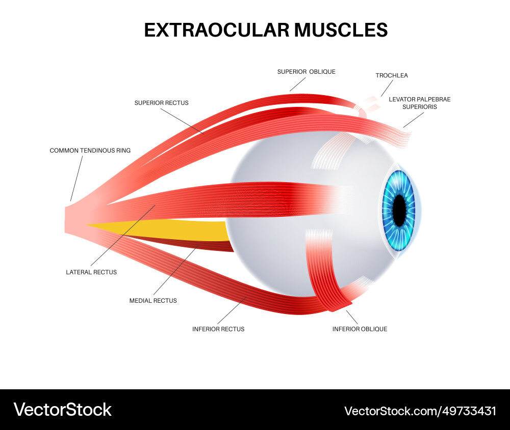 Extraocular muscles anatomy Royalty Free Vector Image