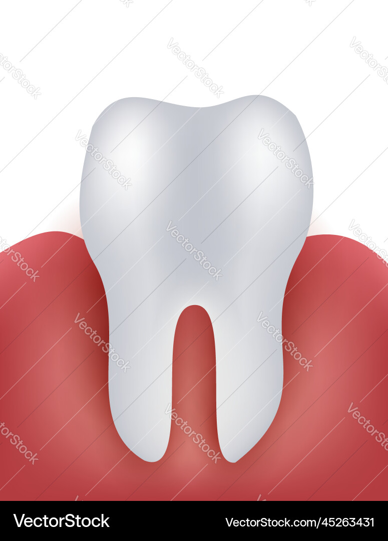 Tooth and gingiva of human digestive system Vector Image