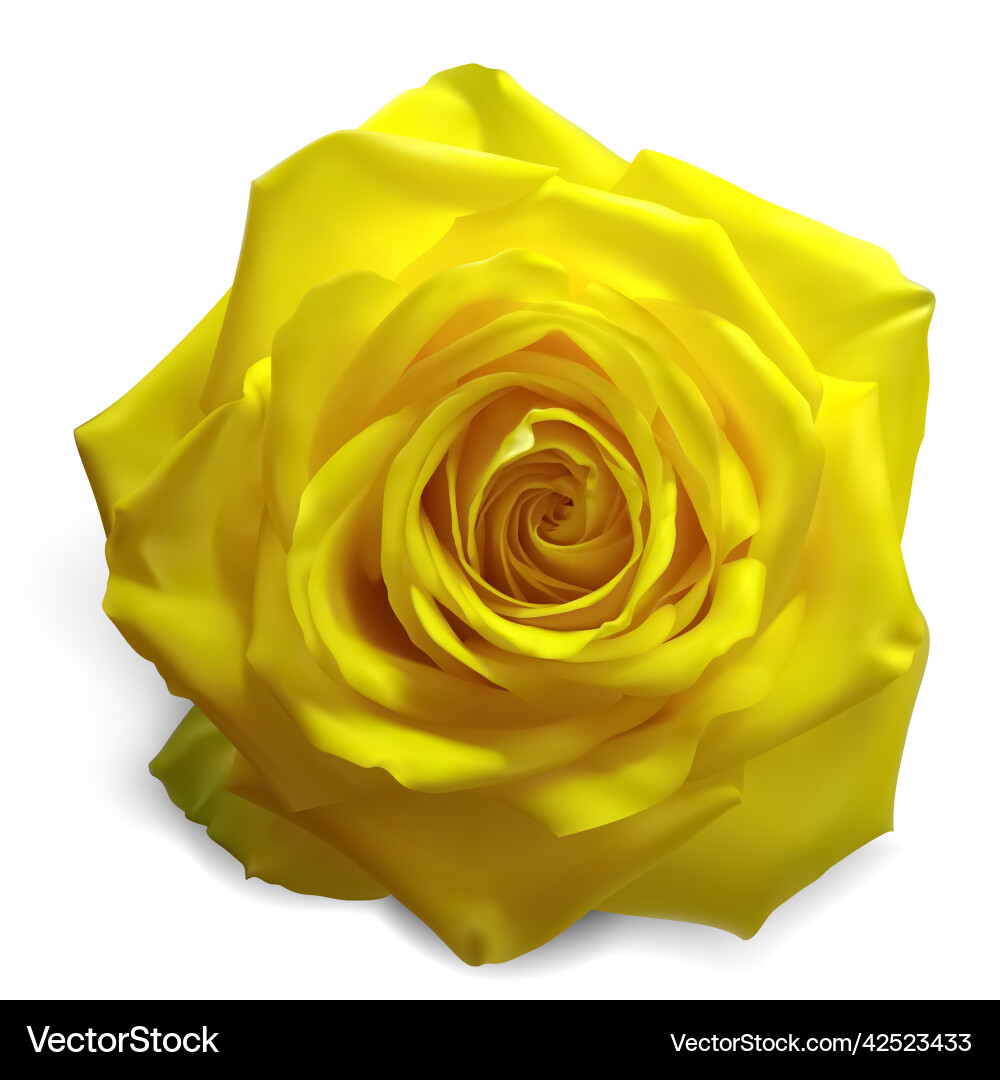Realistic yellow rose on white background Vector Image