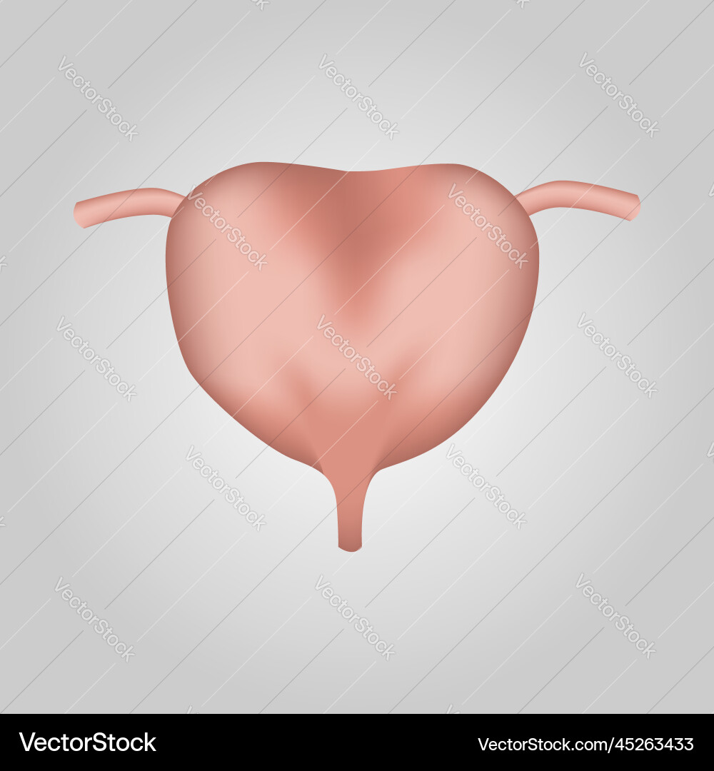 Urinary bladder of human urological system Vector Image