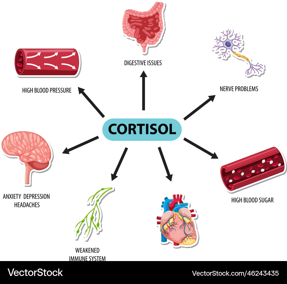 Cortisol hormone with common symptoms diagram Vector Image
