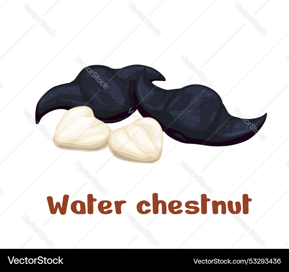 Water chestnut uncommon plant seed kernels food Vector Image