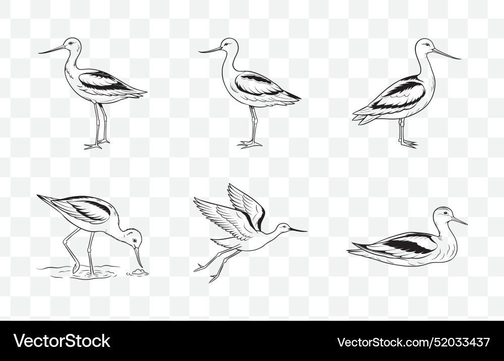 Print elegant avocet line art set Royalty Free Vector Image