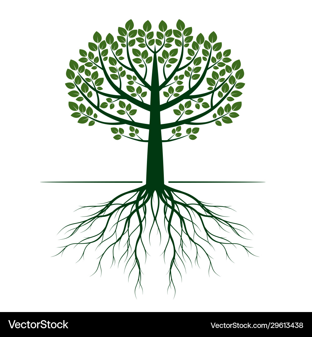 Green tree with leaves and roots outline Vector Image