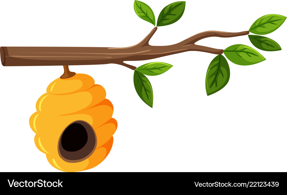 Beehive hanging from a tree branch with leaves Vector Image