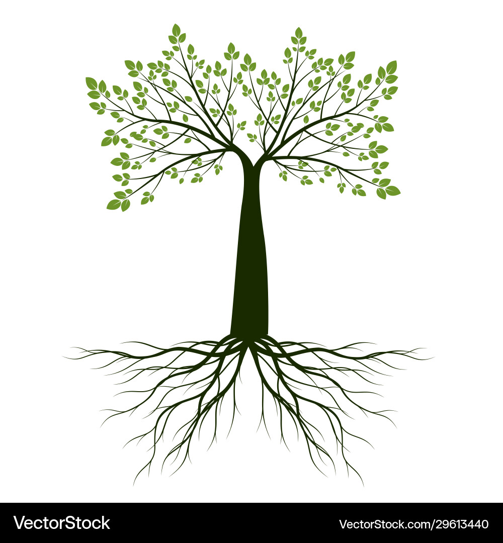 Green tree with leaves and roots outline Vector Image