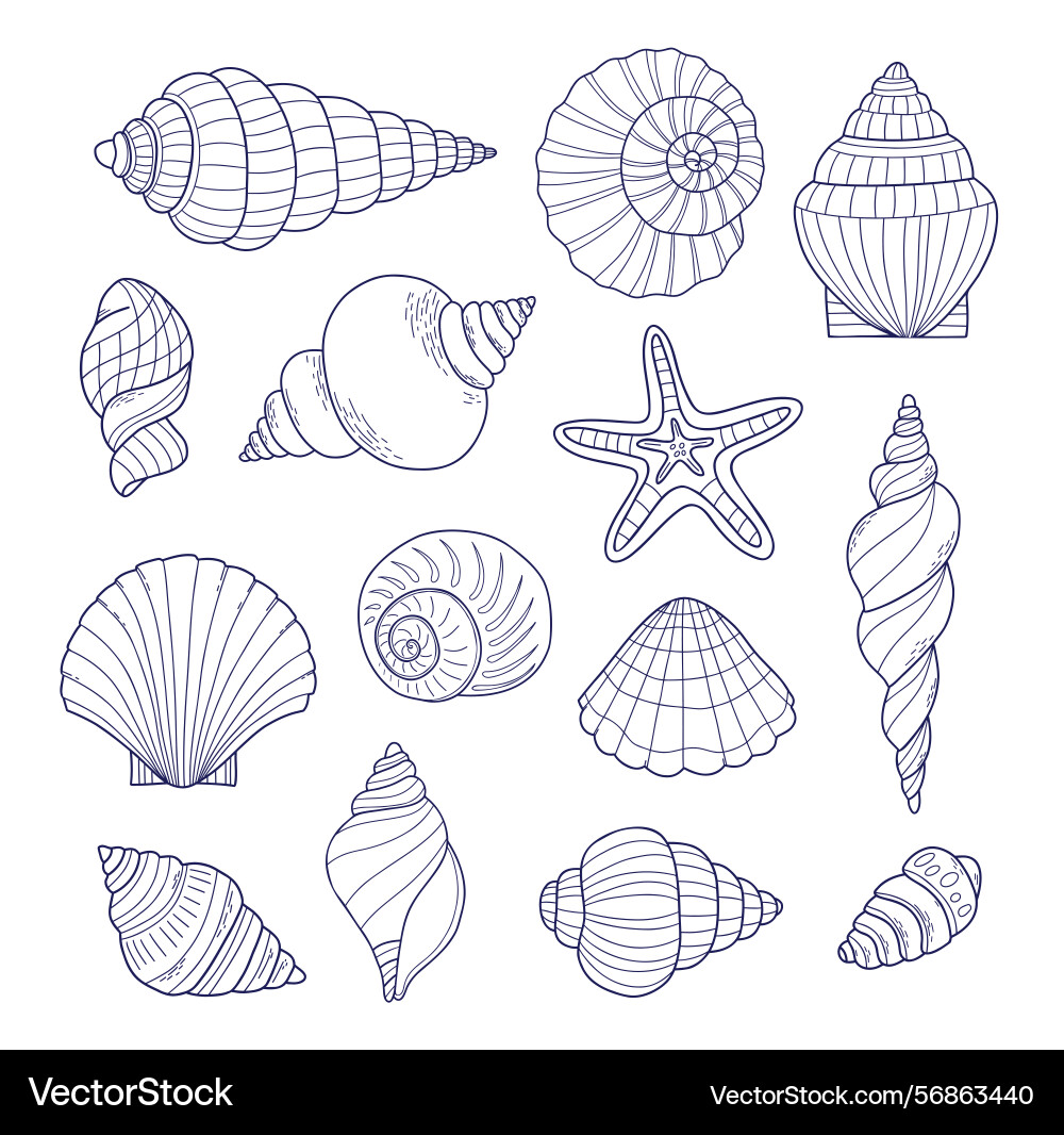 Outline shell set isolated underwater sea conch Vector Image