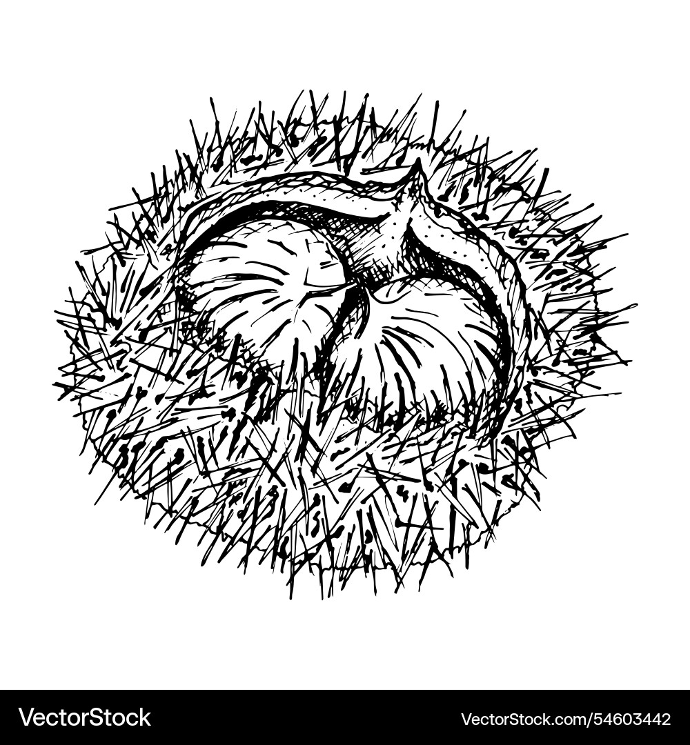 Chestnut inside a spiky shell intricate black Vector Image