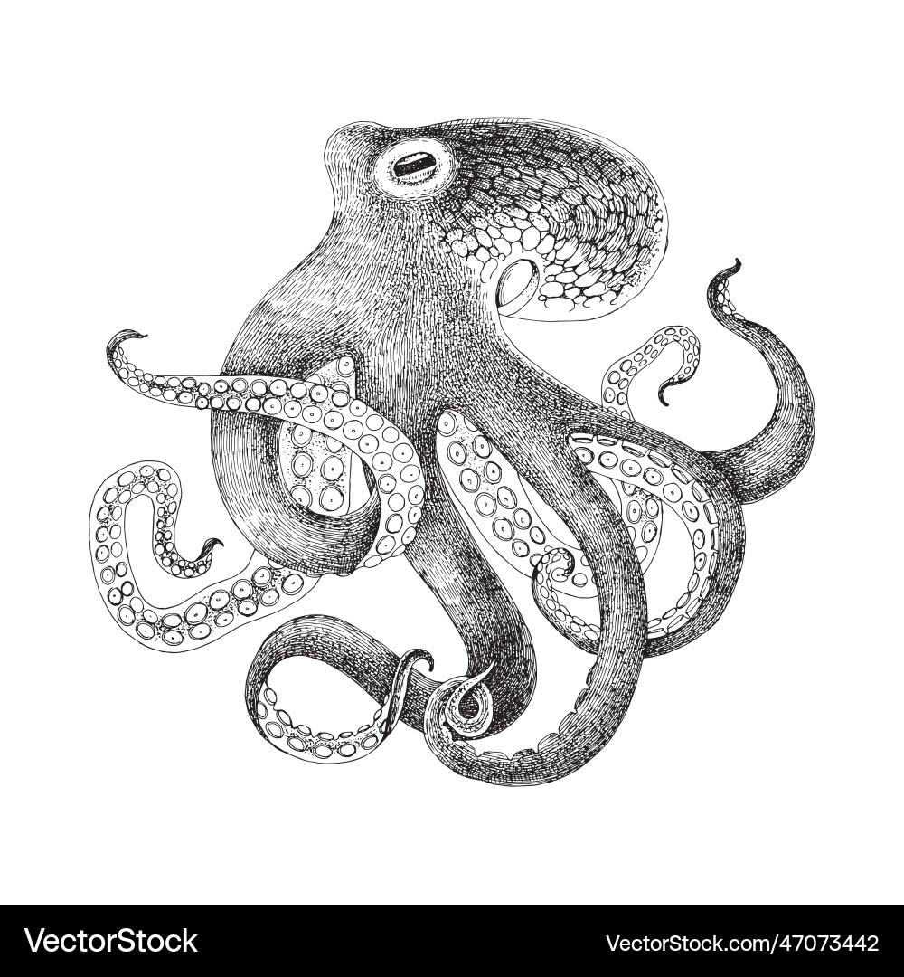 Octopus hand drawn monochrome Royalty Free Vector Image