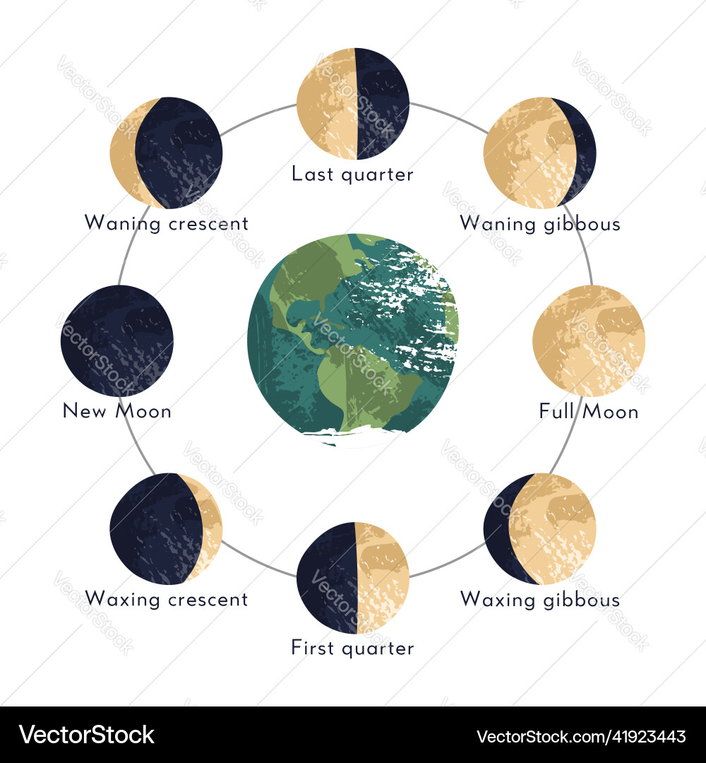 Moon phase lunar cycle synodic month lunary Vector Image