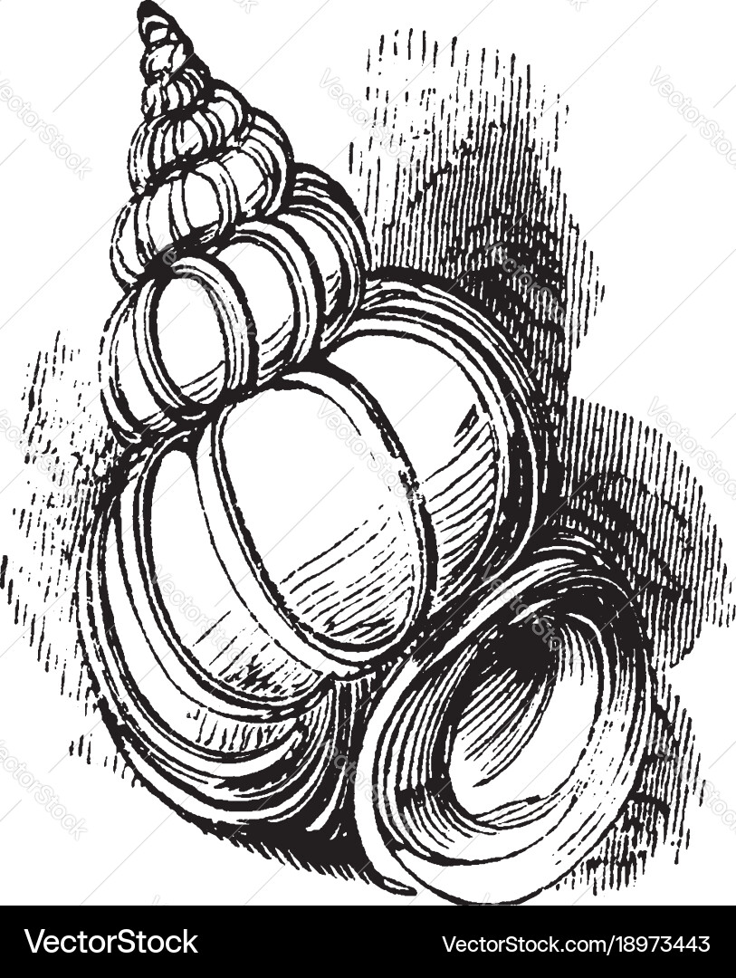 Vintage Wentletrap Mollusk Drawing Royalty Free Vector Image
