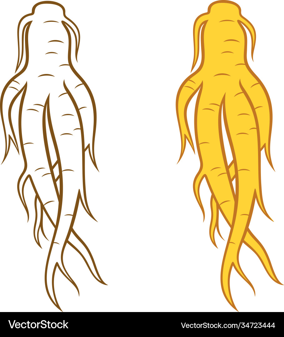 Ginseng Royalty Free Vector Image - VectorStock