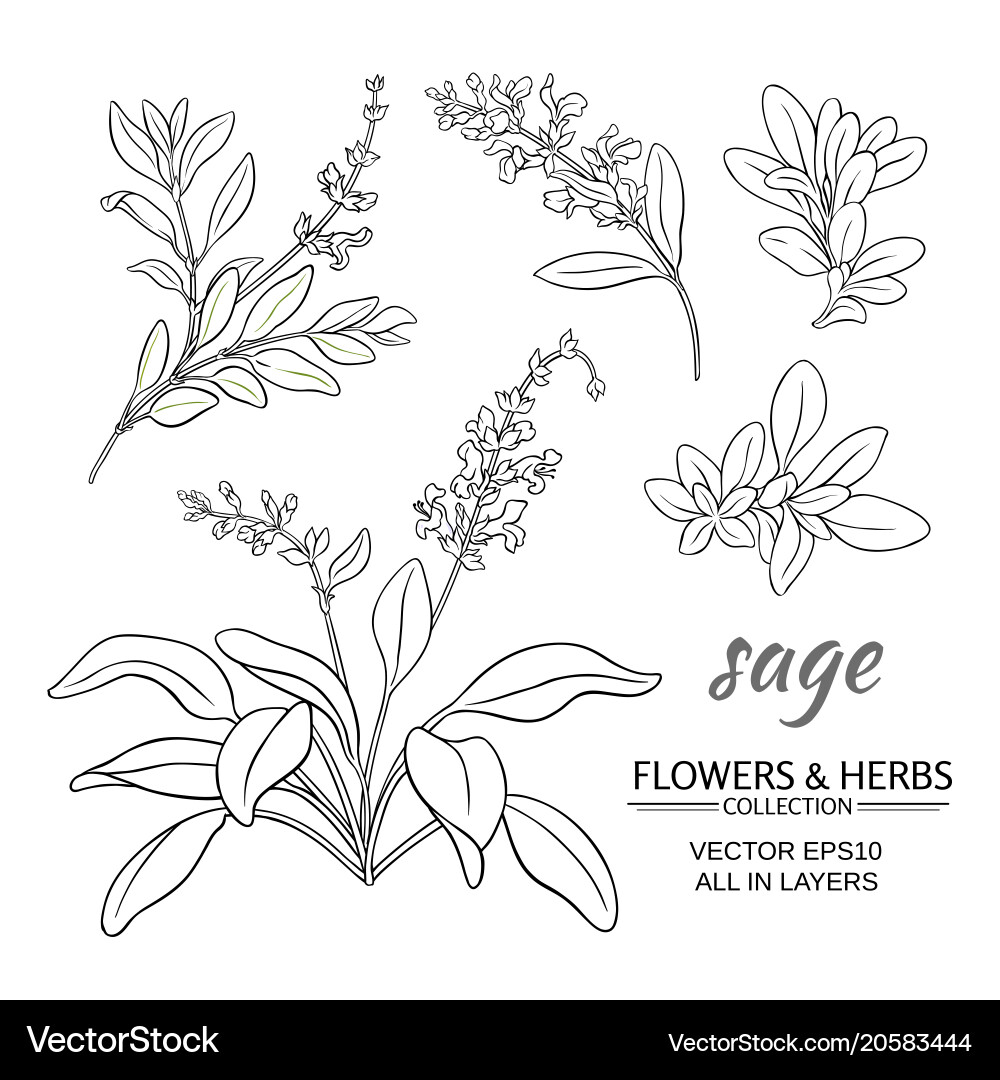 Sage set Royalty Free Vector Image - VectorStock