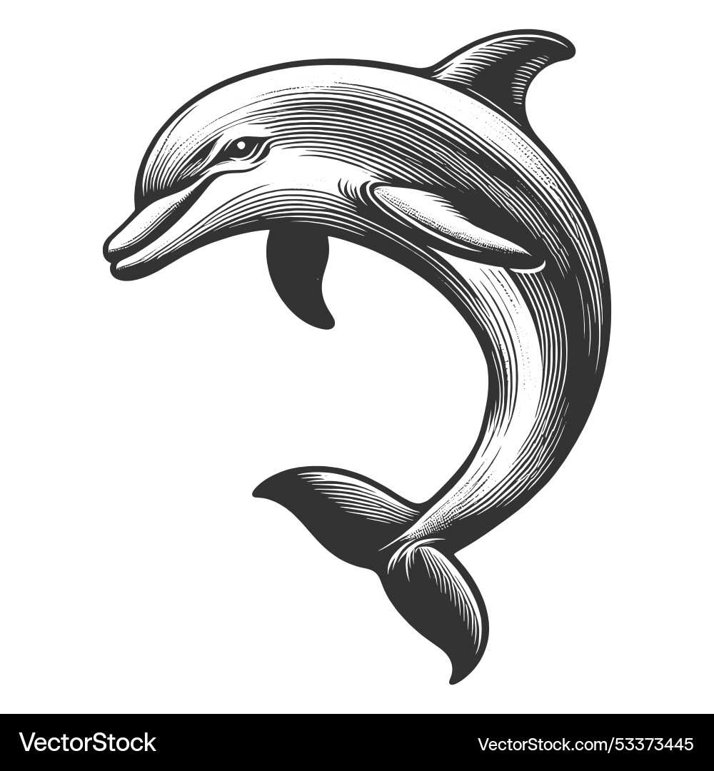 Dolphin engraving sketch Royalty Free Vector Image
