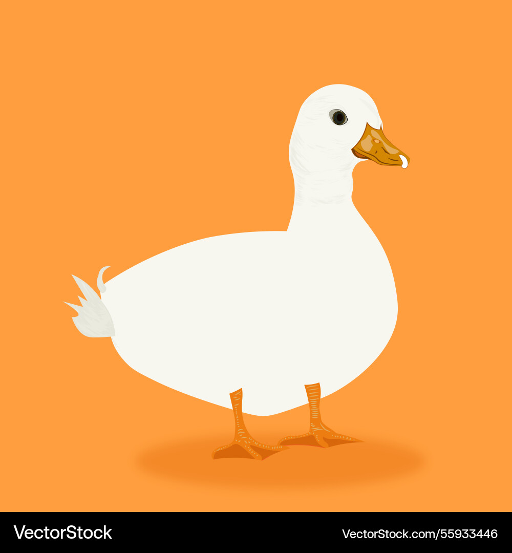 White duck Royalty Free Vector Image - VectorStock