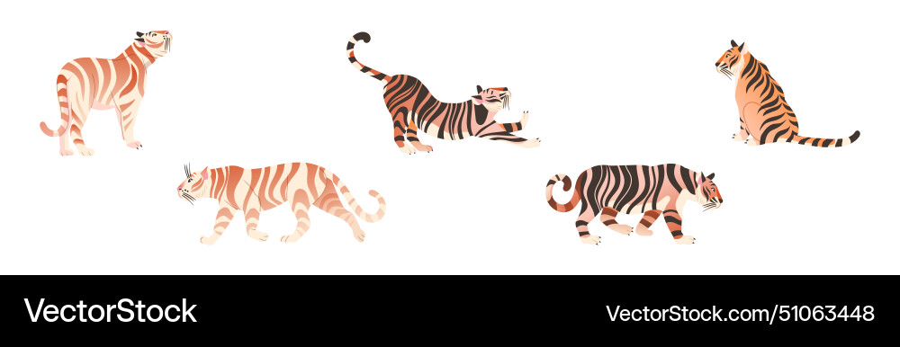 Tiger predator jungle animal with striped coat Vector Image