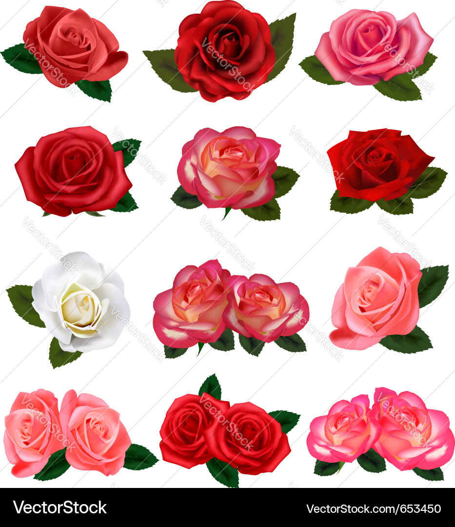 Roses Royalty Free Vector Image - VectorStock