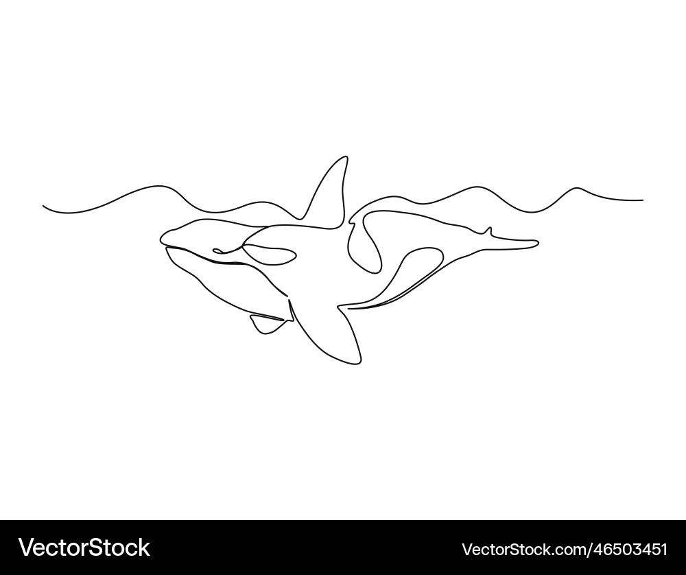 Killer Whale Line Drawing