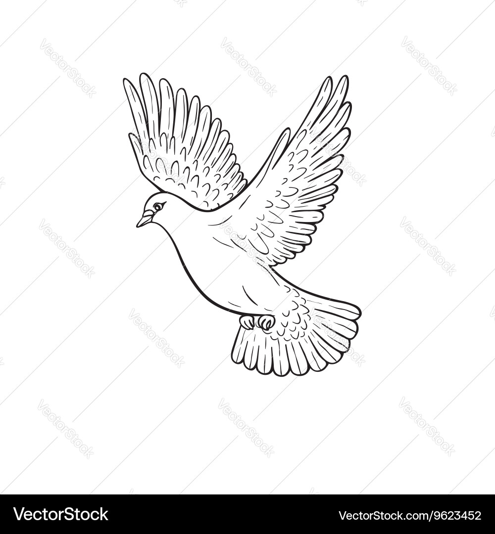 Elegant Dove Outline Royalty Free Vector Image
