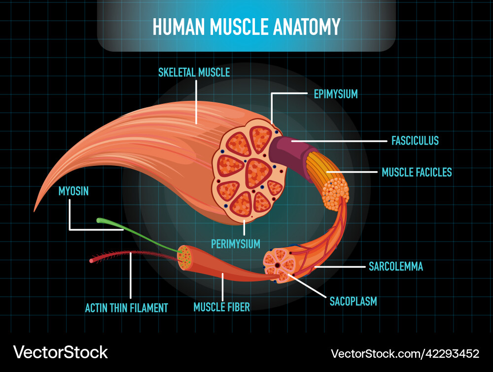 Human muscle anatomy structure Royalty Free Vector Image