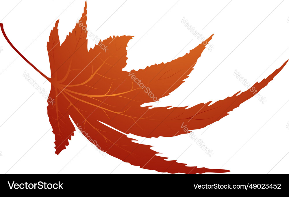 Maple autumn leaf Royalty Free Vector Image - VectorStock
