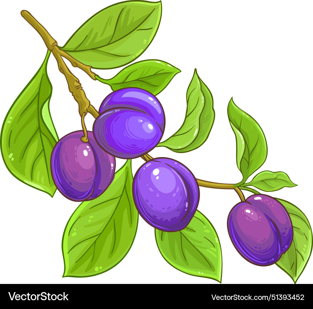Plum branch colored detailed Royalty Free Vector Image