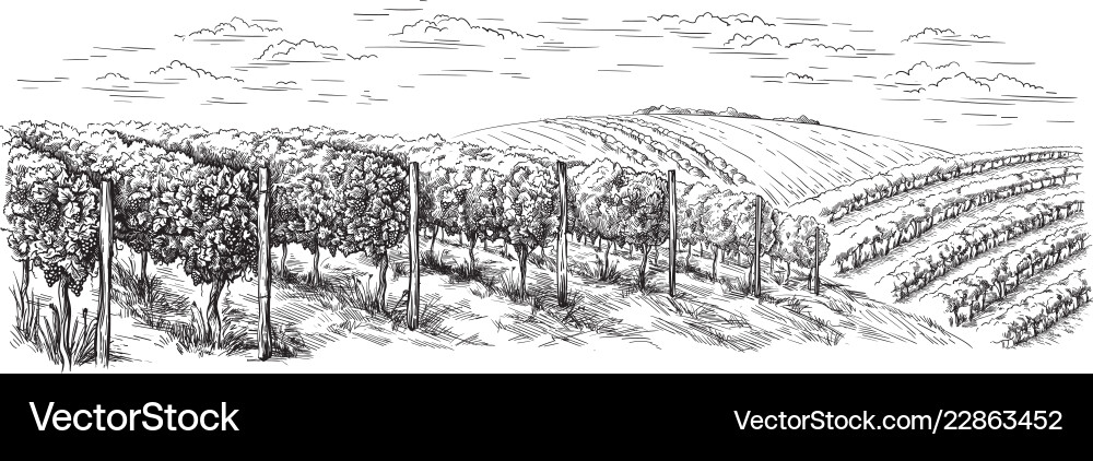 Vine plantation hills trees clouds Royalty Free Vector Image