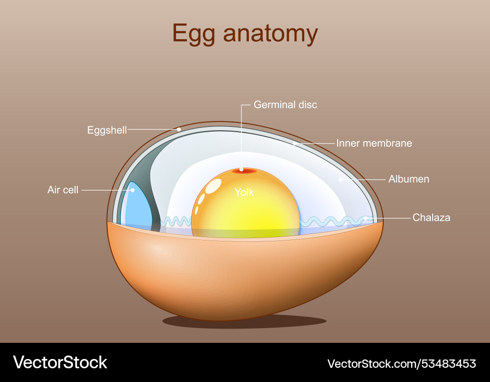 Egg anatomy structure of bird egg Royalty Free Vector Image
