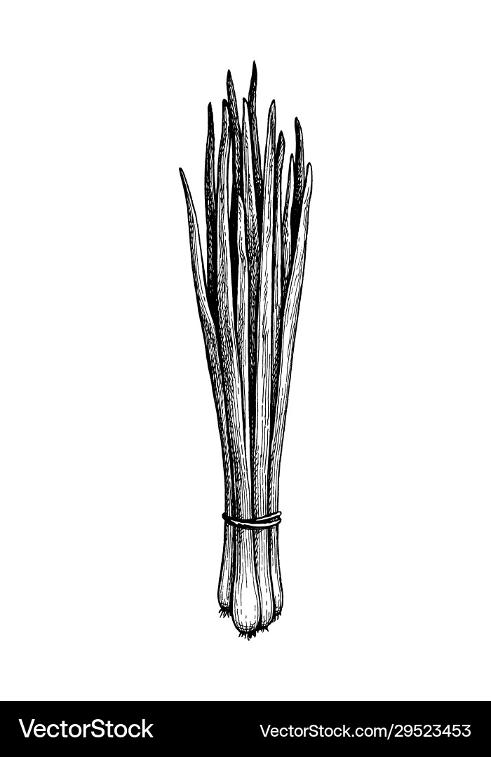 Ink sketch scallions Royalty Free Vector Image