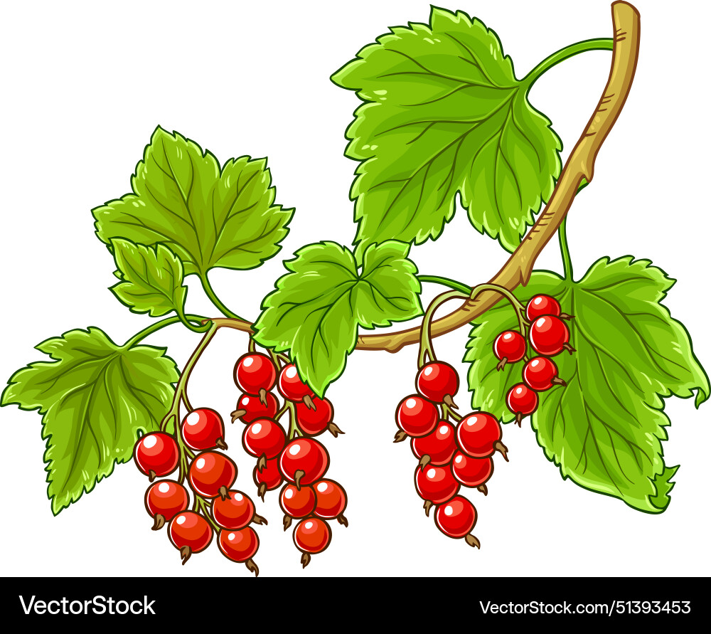 Red currant branch colored detailed Royalty Free Vector
