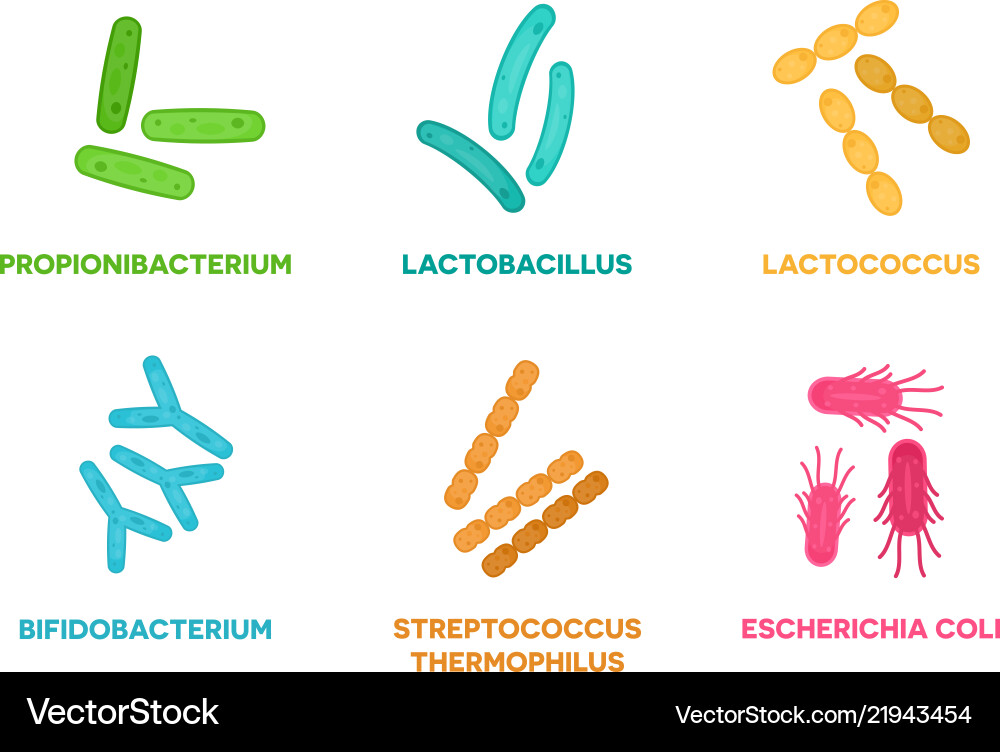 Probiotic Bacteria Collection – Royalty-Free Vector | VectorStock